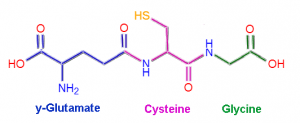 Garlic: An Exploration of Allicin, Nutrition Therapy Institute