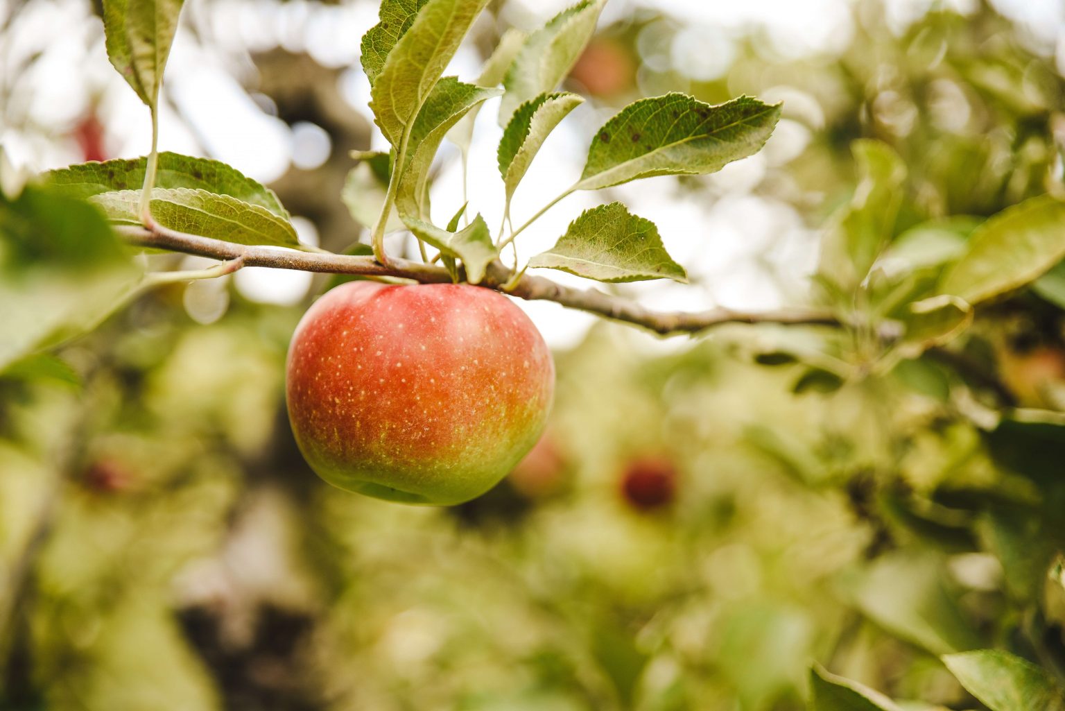 Quercetin, Bioflavonoids, Immune System, Nutrition Therapy Institute