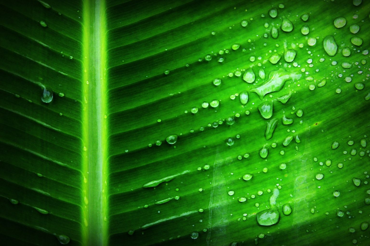 Chlorophyll, Nutritional Benefits of Chlorophyll | NTI School